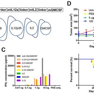 The Immune Activation Capability And Antitumor Effects Of Fusion