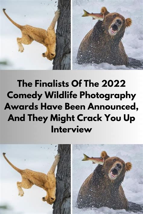 The Winners Of The 2019 Comedy Wildlife Photography Awards Have Been