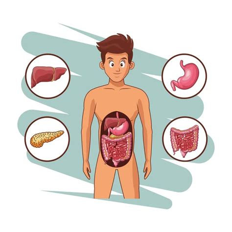 Digestive System Concept Stock Vector By Jemastock 204610818