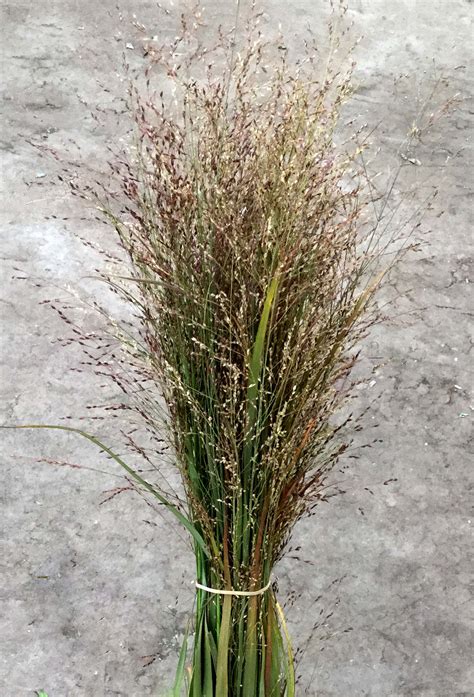 Johnson Grass Stevens And Son Wholesale Florist