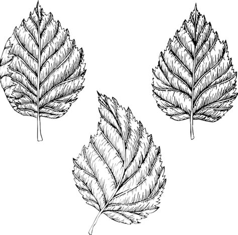 Premium Vector Vector Illustration Of Raspberry Leaves Sketch Black