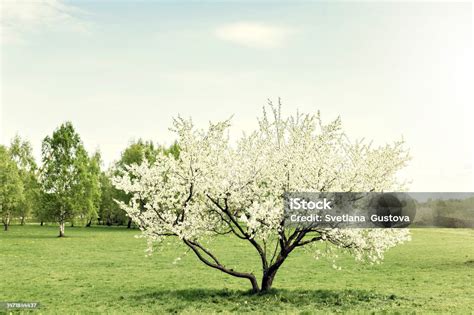 나무가 피는 자연의 봄철 푸른 하늘과 구름이 있는 푸른 들판에 꽃이 만발한 벚꽃 나무와 사과나무 0명에 대한 스톡 사진 및 기타