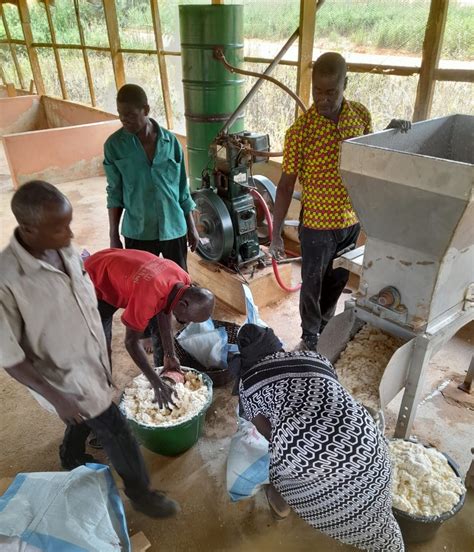 Successful Replication Field Demonstration And Maintenance Of Cassava Grater In Aponoapono