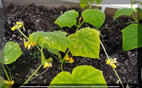Особо ценные научные советы садоводом и огородникам