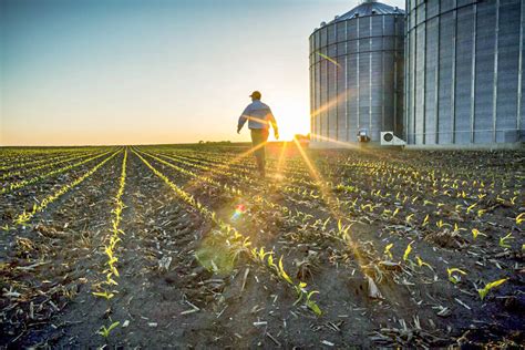 Pioneer® Brand Plenish® High Oleic Enlist E3® Soybeans Available In