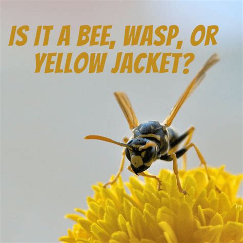 Bee Wasp Or Yellow Jacket Dengarden