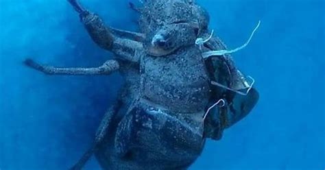 Discarded Cicada Shell Rpics Discarded Cicada Shell Rpics