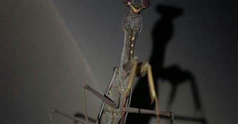 Had Some Fun With A Ground Mantis Album On Imgur