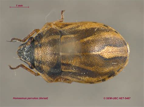 Scutelleridae