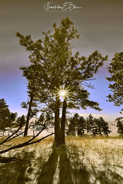 Married Trees Sun Filter Bliss Photographics ODDBALL
