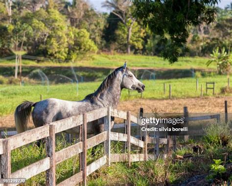 Botelli Photos And Premium High Res Pictures Getty Images