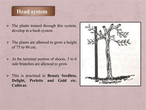 Canpoy Classification And Canopy Management Through Rootstock And Scion