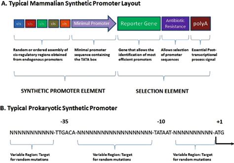 A General Design Of A Mammalian Synthetic Promoter Cis Regulatory Download Scientific
