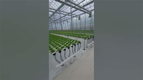 부안 연동벤로형푸시바 하우스 엽채류 내부 모습 Youtube