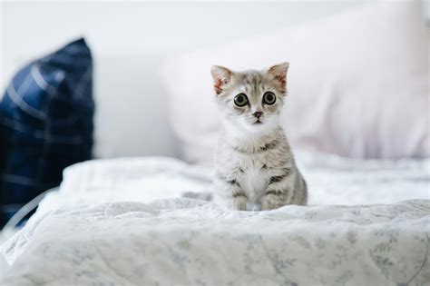 200000 Foto Wallpaper Lucu Terbaik · Unduh Gratis 100 · Foto Stok Pexels