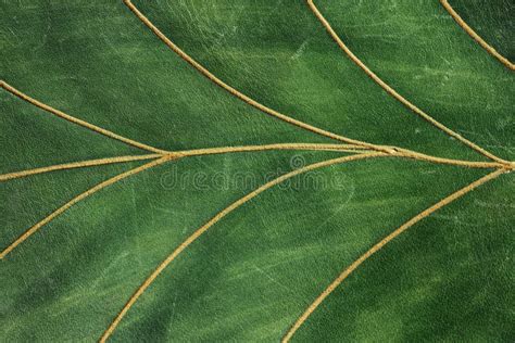 Carved Green Leather Made To Look Like A Leaf With Veins Stock Image Image Of Material Green
