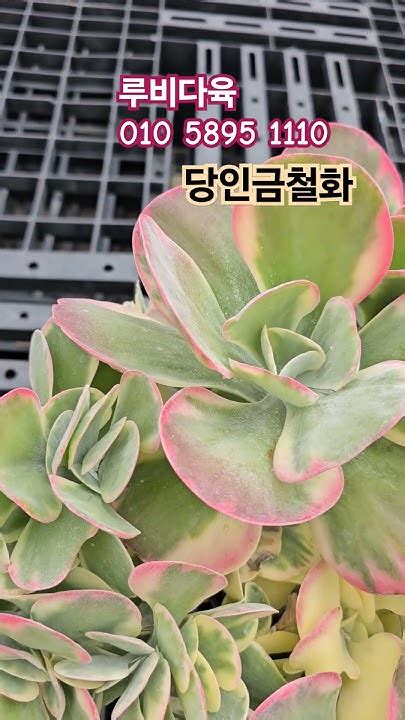 10월10일 루비다육 키핑회원모집 인천계양구 장기서로 15 별사랑 선인장 루비다육 다육화분 다육식물 Youtube