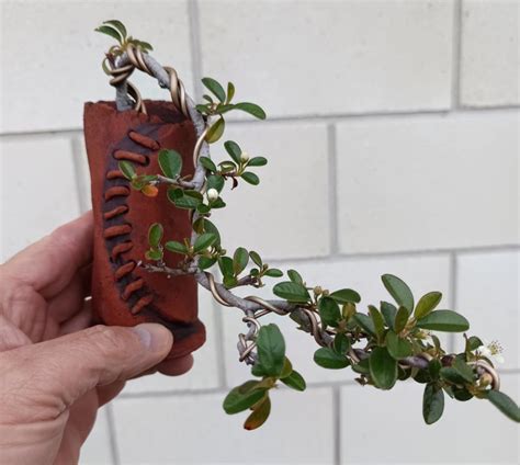 Shohin Cotoneaster Bonsai Cascade Bonsaiplace