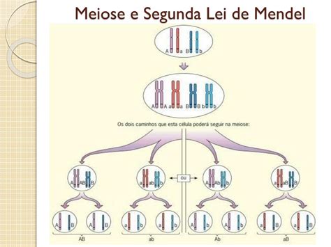 Ppt 2ª Lei De Mendel Powerpoint Presentation Free Download Id 1814844