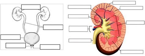 Urinary System Diagrams Diagram Quizlet