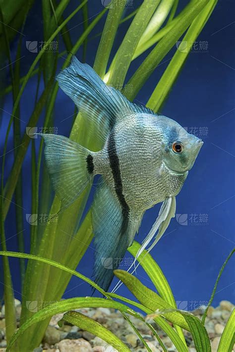 天使鱼素材 花瓣网