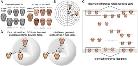 average human face dimensions