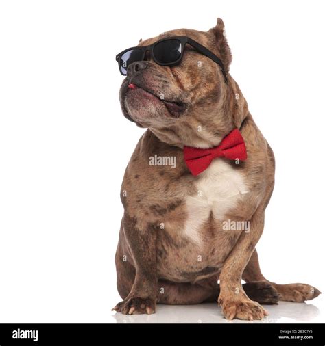 Cute American Bully Wearing Sunglasses And Red Bowtie Sticking Out