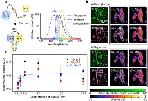 Flimgane Enables Accurate Fret Characterization From Low Photon Count Download Scientific