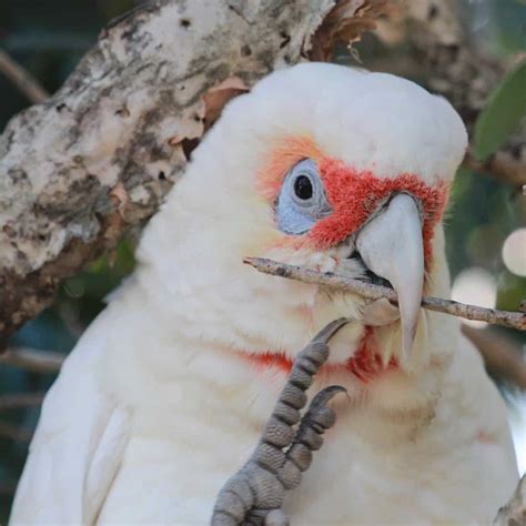 How Do Parrots Engage In Foraging And Enrichment Windy City Parrot