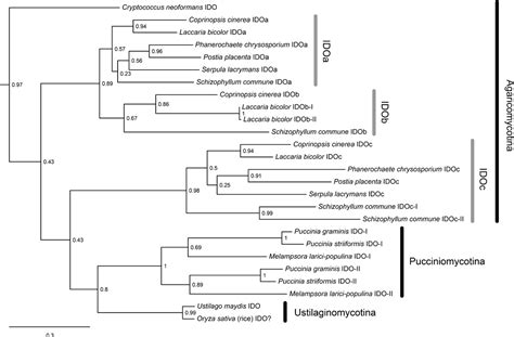 Ustilaginomycotina Semantic Scholar
