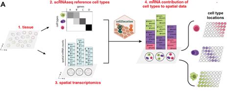 cell2location