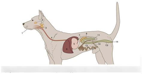 Intro To Digestion Diagram Quizlet