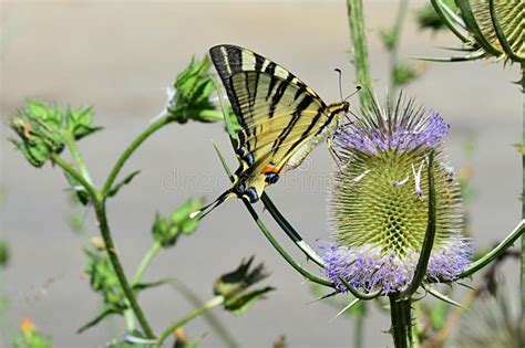 Swallowtail Papilio Machaon Do Velho Mundo Da Borboleta Que Alimenta Se Na Flor Pontudo Foto De