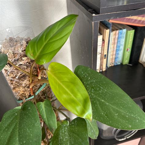 Keep Your Linnaei Kunth Alive Light Water And Care Instructions