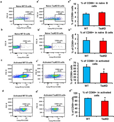 Taz Deficiency Results In Reduced Cd86 And Cd69 Expression In