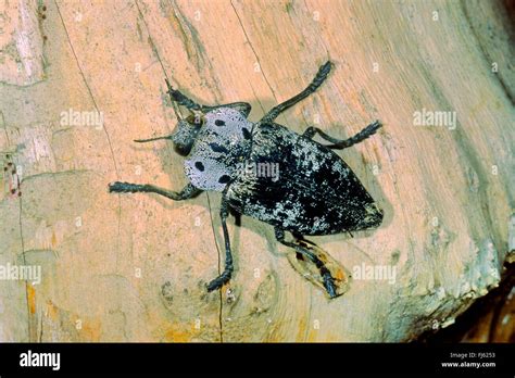 Peach Rootborer Metallic Wood Boring Beetle Capnodis Tenebrionis On