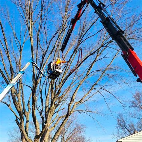 Tree Trimming Earthworks Outdoor