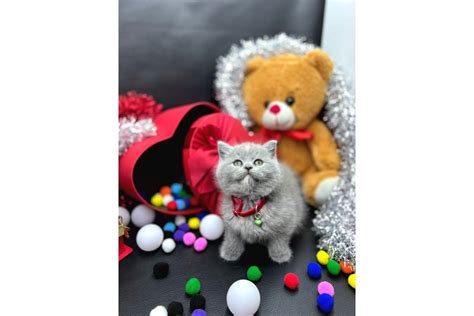 SHOW KALİTE TOP KAFA BRITISH SHORTHAIR YAVRUMUZ Sahibim Net