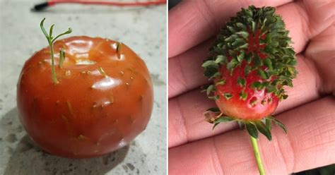 Viviparous Germination