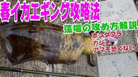 春イカエギング藻場攻略！海藻帯の探り方を徹底解説！梅雨、産卵を意識したアオリイカの狙い方 Youtube