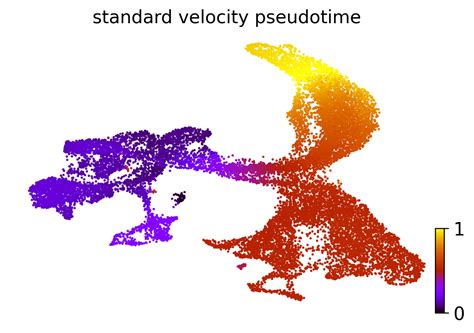 RNA Velocity With ScVelo And TopOMetry TopOMetry Documentation
