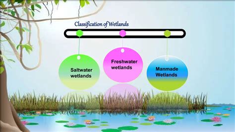 Classification Of Wetlands Presentation Pptx22 Pptx