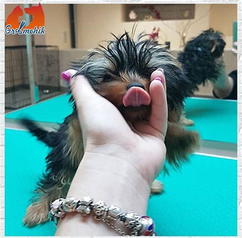 Зоосалон Groomchik Added A New Photo Зоосалон Groomchik
