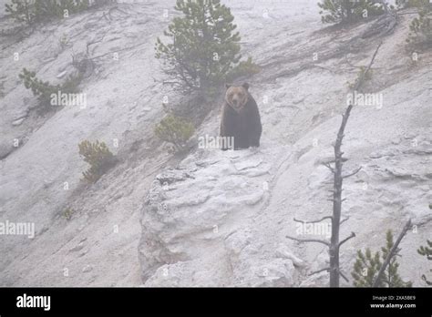 Grizzly Bear Ursus Arctos Mother On Roaring Mountain Thermal Area In