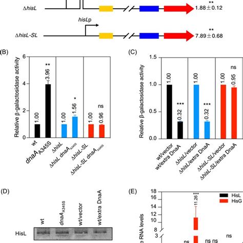 Pdf A Dnaa‐dependent Riboswitch For Transcription Attenuation Of The
