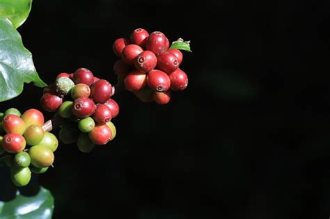농업 아라비카 배경 콩 열매 가지 브라질 카페 카페인 커피 커피 Antioquia Nam 커피 색깔 커피 나무 국가 생태학 에티오피아 농장 농부 음식 신선한 과일 정원 녹색