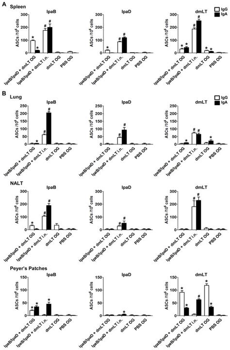 Evaluation Of Immunogenicity And Protective Efficacy Of Orally Delivered Shigella Type Iii