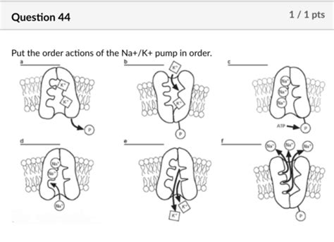 Final Human Phys Flashcards Quizlet