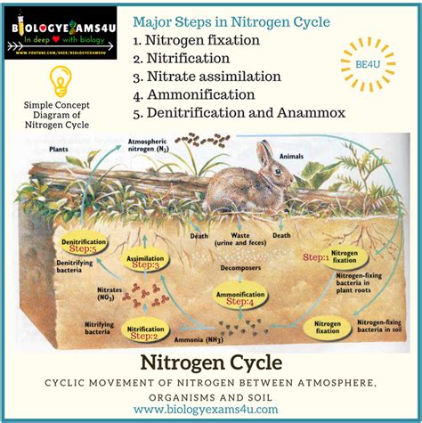 5 Steps In Nitrogen Cycle With Simple Diagram And Notes On Anammox