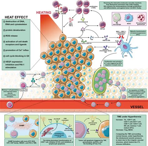 Guided By Seven Heat Effects A Battery Of Lethal And Sublethal Download Scientific Diagram